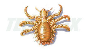 Estudio y Prevención de ETS...por tu seguridad: Piojos Púbicos